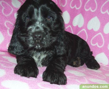 Camada cocker spaniel ingles negro - Montserrat