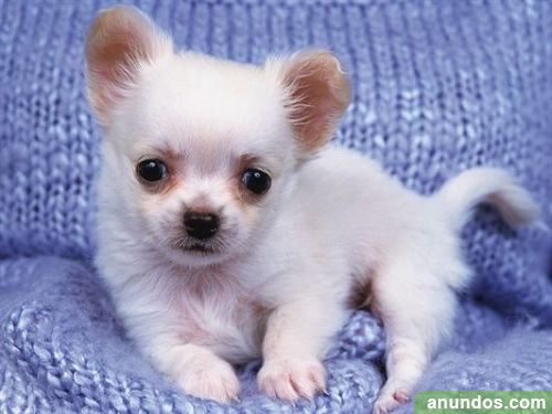 Imagenes de perritos lindos - Imagui