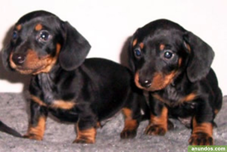 Regalo cachorros teckel para adopcion en un buen h - Madrid Ciudad