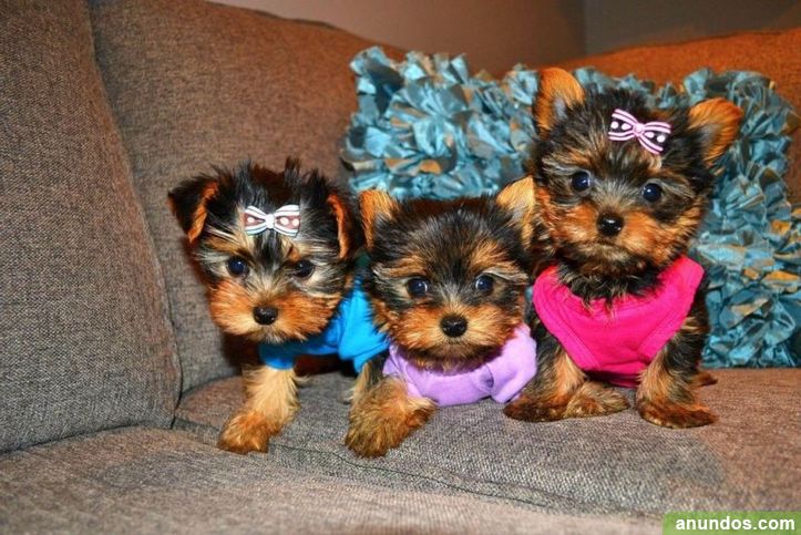 Cachorro yorkshire Mini - Amurrio