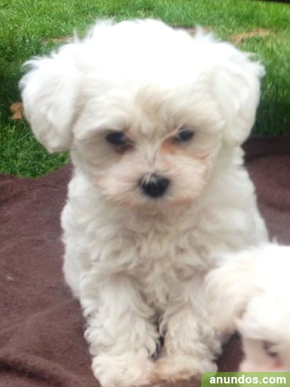 Mullido blanco puro maltés macho y hembra Cachorro Ready Ahora - La ...
