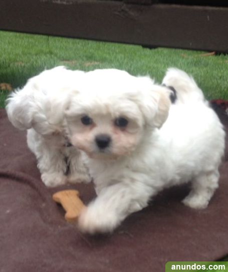 Mullido blanco puro maltés macho y hembra Cachorro Ready Ahora - La ...