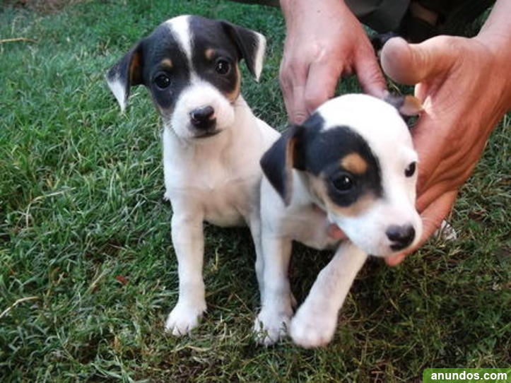 Cachorros fox terrier chileno - Arroyo del Ojanco