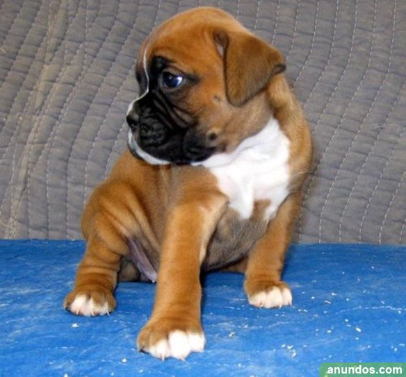 Excelente macho y hembra cachorros de Boxer - Arcas del Villar