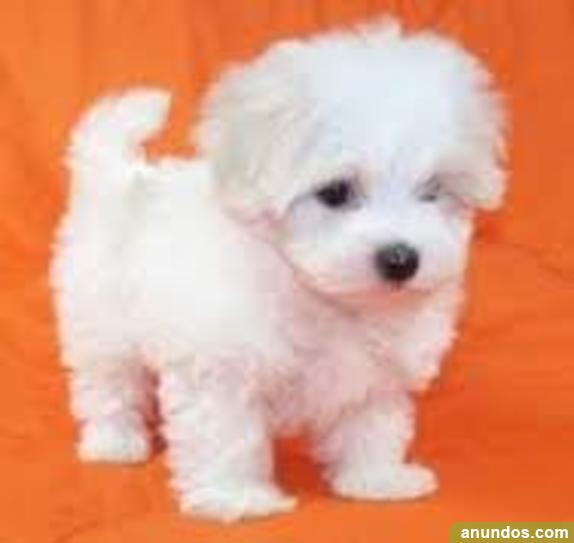 Regalo BICHON MALTES TOY EN ADOPCION Fantasticos cachorros - Alqueria ...