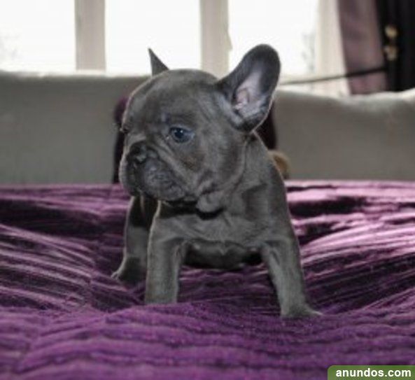 Cachorros Azul Bulldog Francés - Almogía