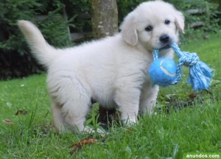 Golden Retriever cachorros macho y hembra - Almadén de la Plata