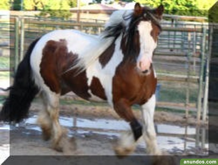 Caballos fuerte y valiente de invierno para la adopcion - Alborache