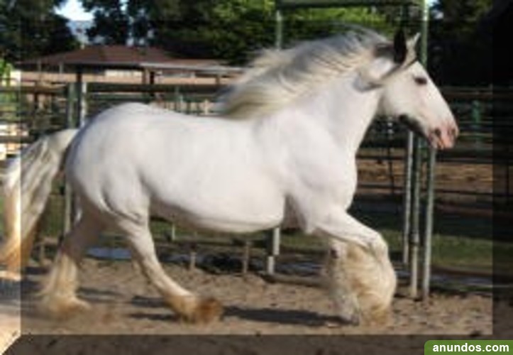 Caballos fuerte y valiente de invierno para la adopcion - Alborache