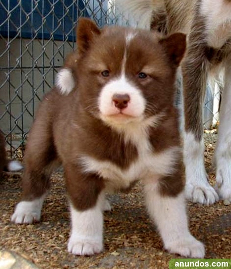 Regalo registrados esquimales canadienses cachorros listo - Iruraiz-Gauna