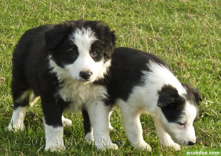 Gratis galés collie cachorros disponibles - Alcalá de Henares
