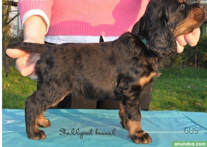 Gordon Setter cachorros para conocer a su nueva familia ahora - Aiguafreda