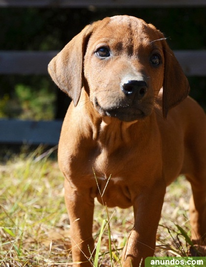 Perfectos cachorros rhodesian ridgeback listo ahora para la adopc ...