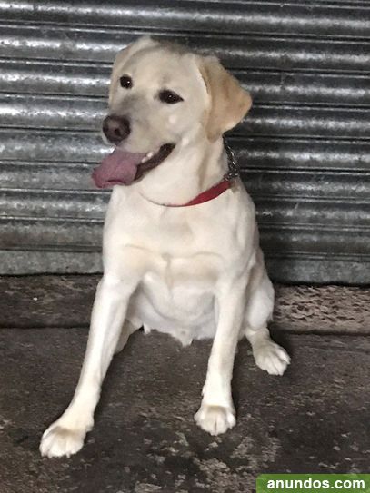 1 año macho labrador dorado - Barcelona Ciudad