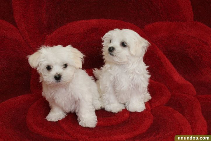 Cachorros maltasa sano y capacitado para la repatriación - Palmas de ...