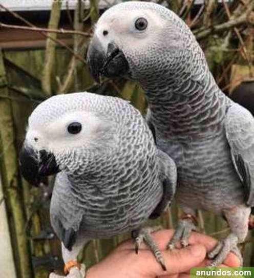 Dos loros grises africanos para la adopción - Alcudia de Monteagud