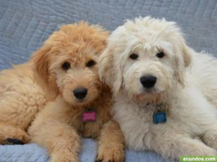 Gratis Goldendoodle perritos - Tollos