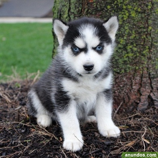 REgalo cachorros husky siberiano de raza pura disponible! - Pravia