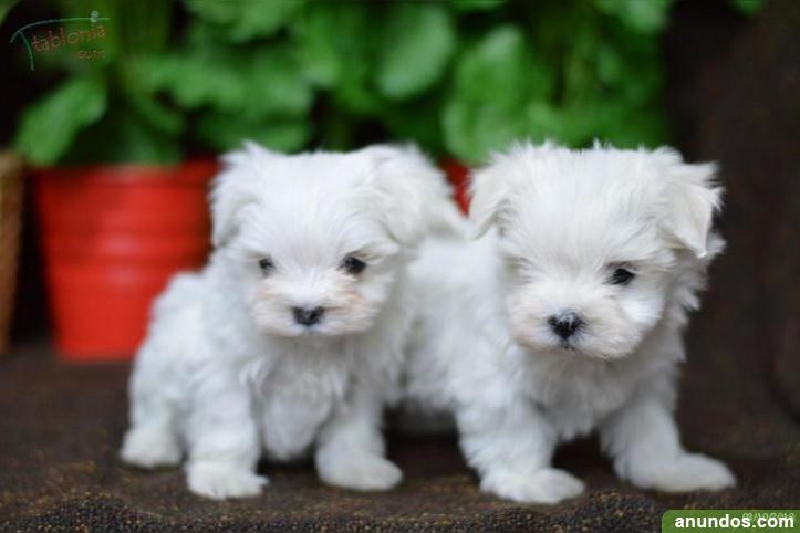 Venta camada bichon maltes mini toy - Alarba