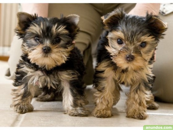 Regalo Cachorros Mini Toy Yorkshire Terrier 12 - Tarifa