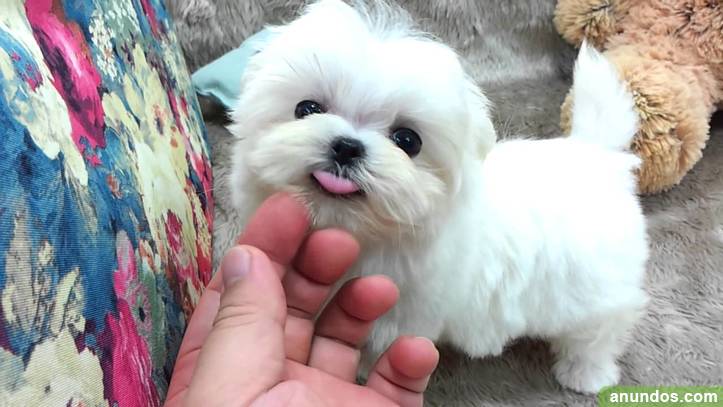 Bichon Maltes Mini Toy Para Adopcion - Arredondo