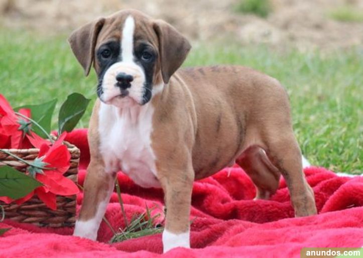 Cachorros Boxer listo para ir - Salteras