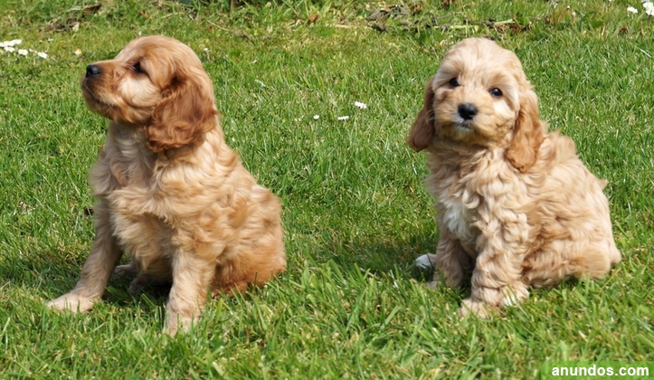 Preciosos cachorros Cockapoo - A Laracha