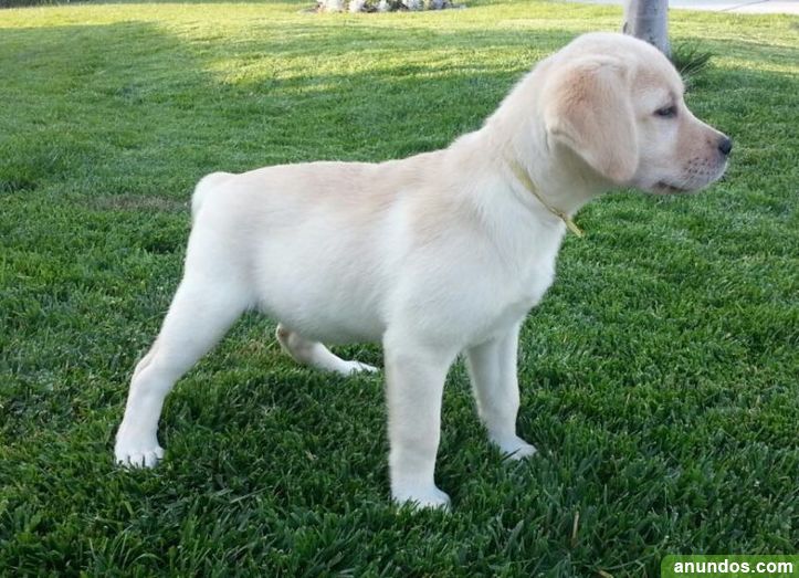 Cachorros de pura raza Labrador Retriever en venta - Alfoz de Lloredo