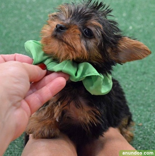 Lindos cachorros Yorkie cualquier dulce hogar - A Capela