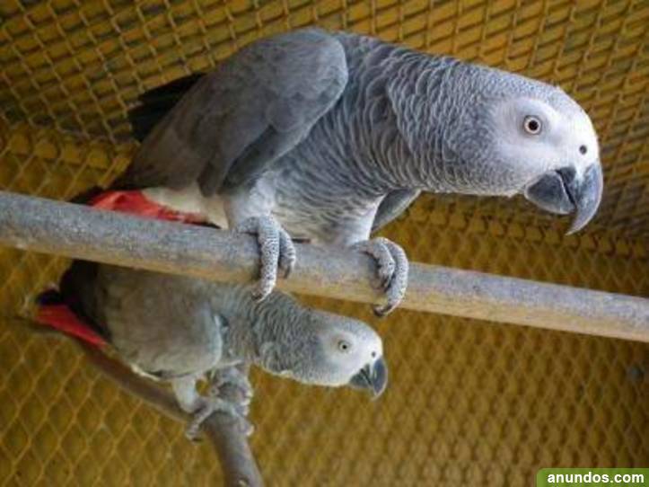 Agradables loros grises africanos para la adopción - Carpio