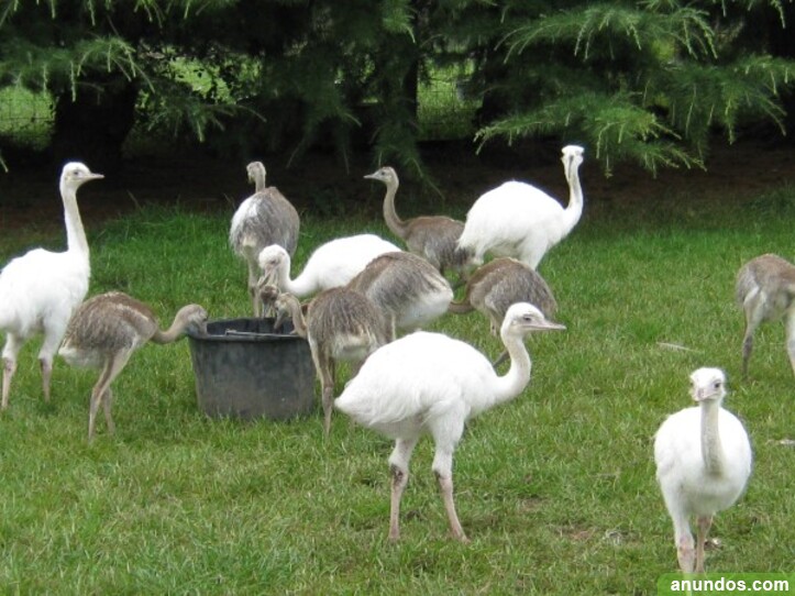 Vn Emu, Avestruz, huevos huevos nandus y sus polluelos - Canencia