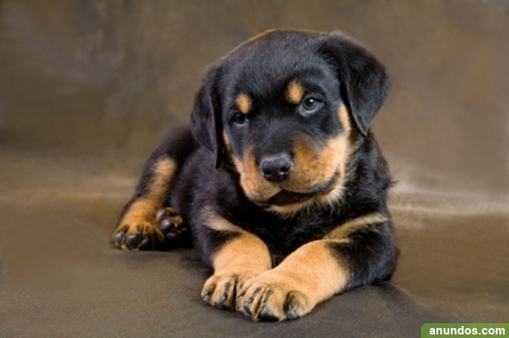 Da de cachorros rottweiler - Berlangas de Roa