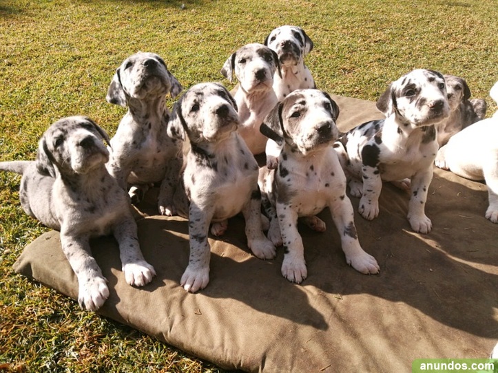 Maravillosas cachorritos Gran danes para regalo nnhj - Forallac